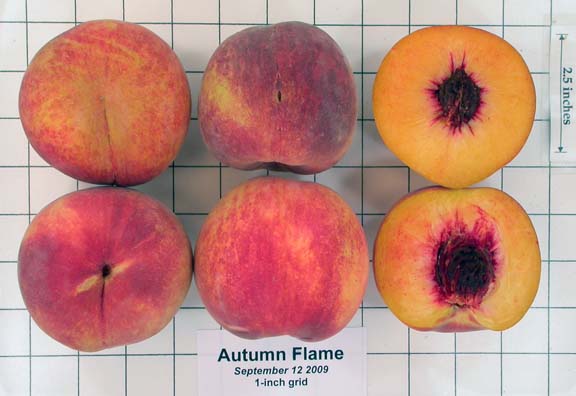 Variety Display - Peach Variety Evaluation - Clemson University ...