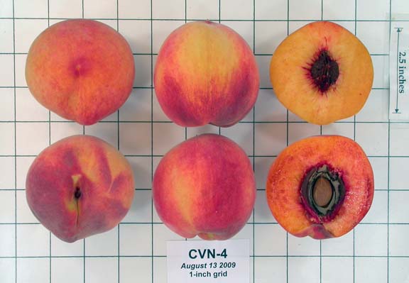 Variety Display - Peach Variety Evaluation - Clemson University ...