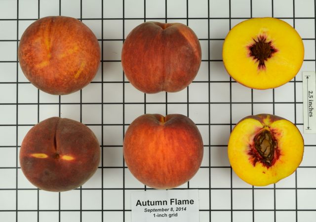 Variety Display - Peach Variety Evaluation - Clemson University ...