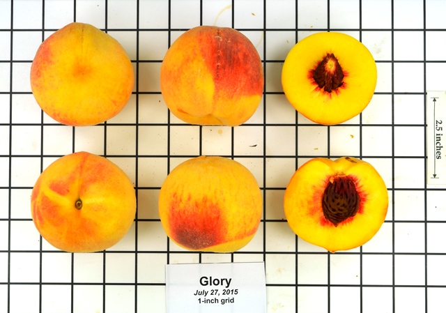 Variety Display - Peach Variety Evaluation - Clemson University ...