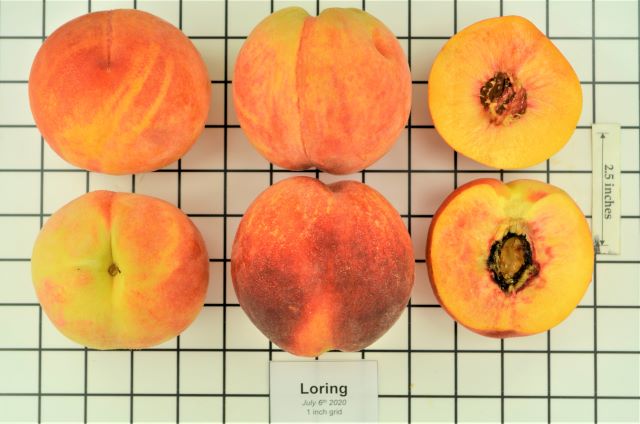 Variety Display - Peach Variety Evaluation - Clemson University ...