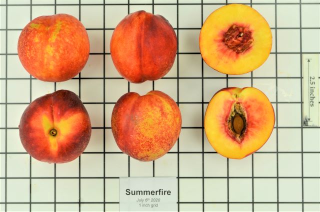 Variety Display - Peach Variety Evaluation - Clemson University ...