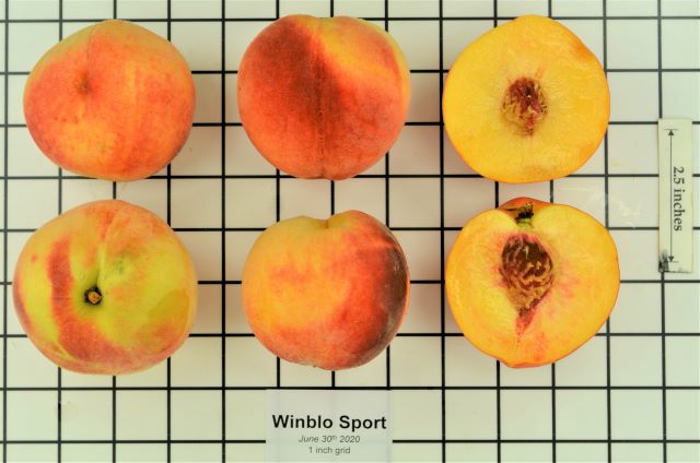 Variety Display - Peach Variety Evaluation - Clemson University ...